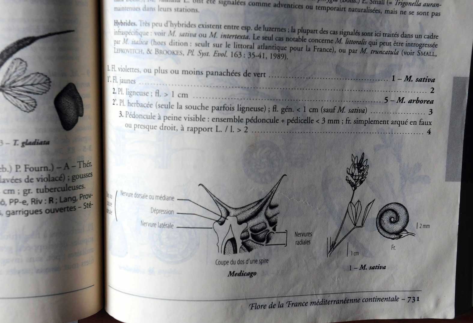 Botamalys - Flore de la France méditerranéenne continentaleJean-Marc ...