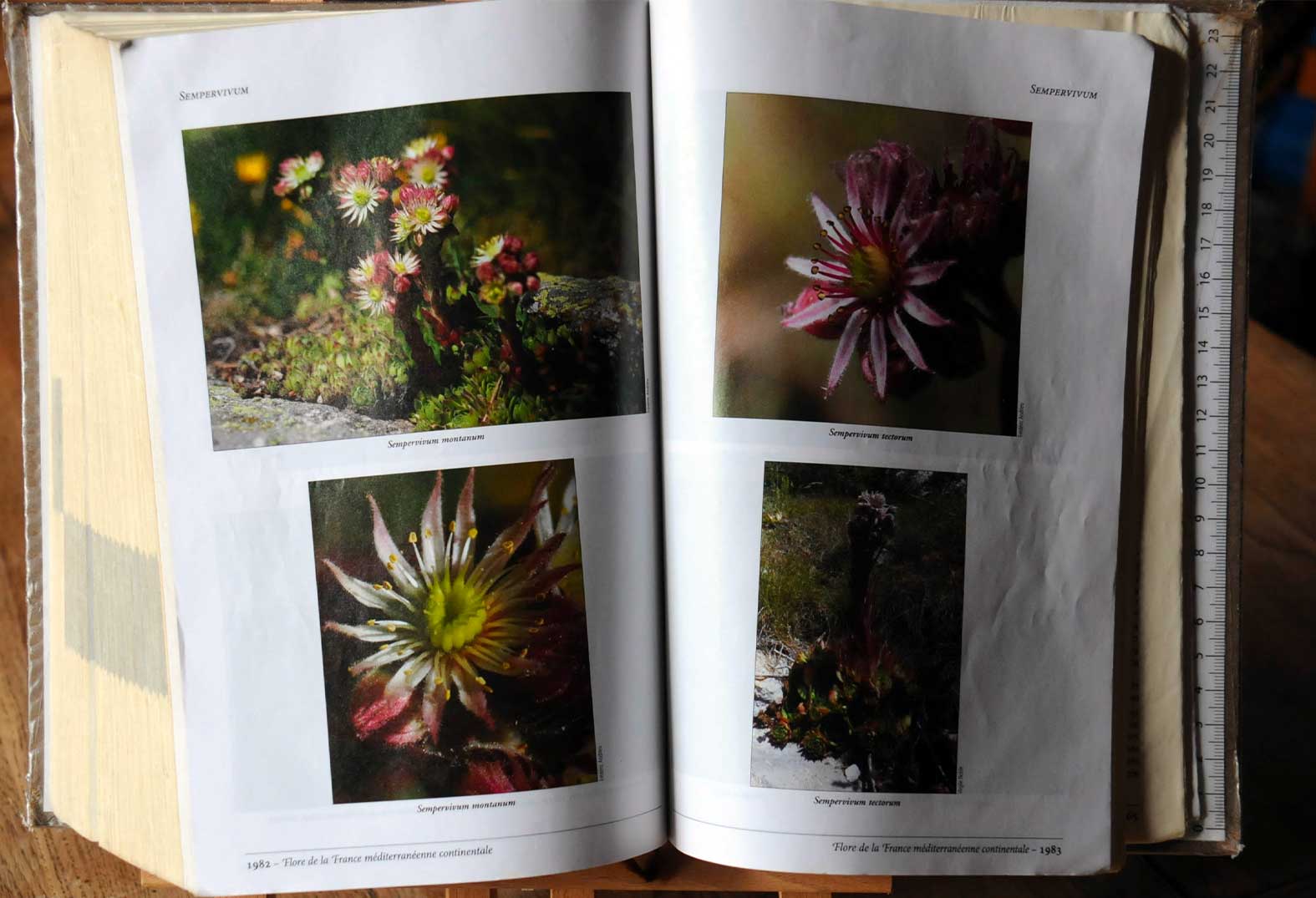 Botamalys - Flore de la France méditerranéenne continentaleJean-Marc ...