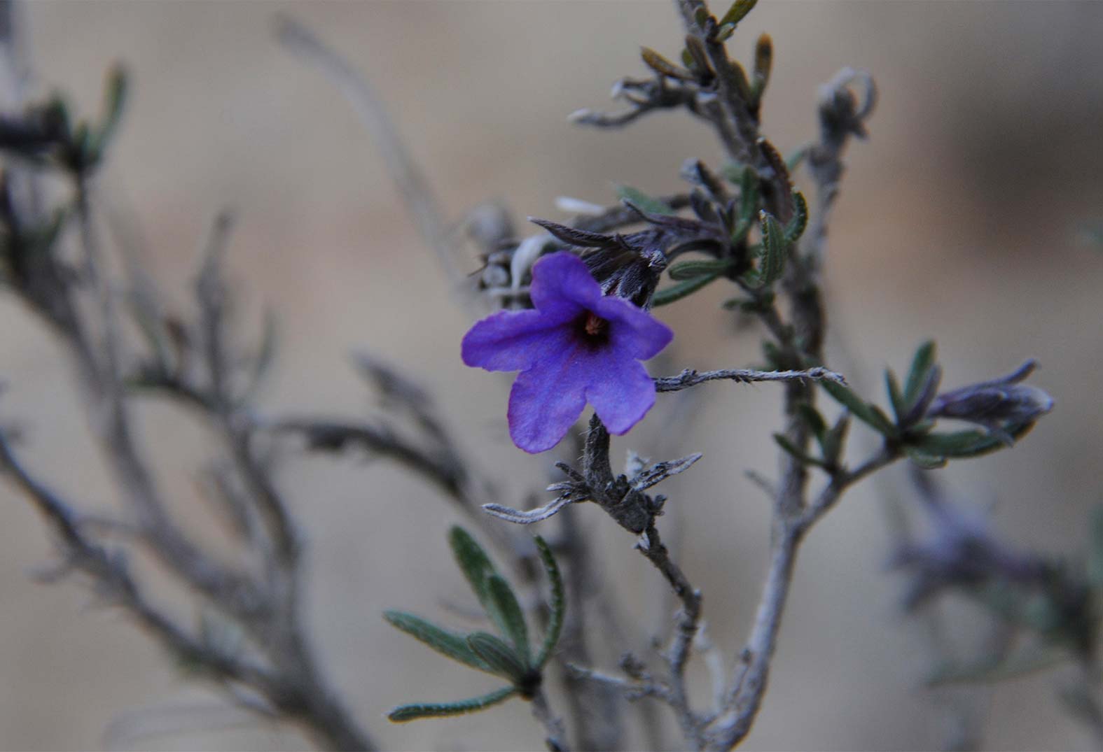 Botamalys - Flore de la France méditerranéenne continentaleJean-Marc ...