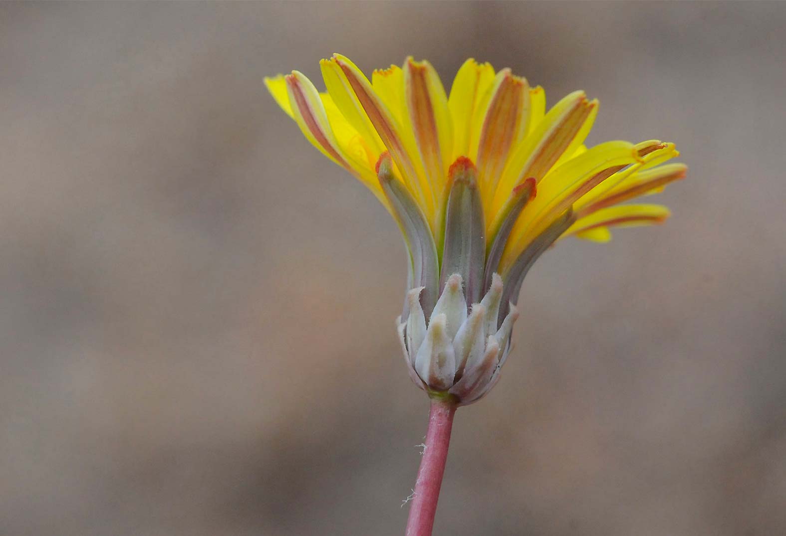Botamalys - Flora GallicaJean-Marc Tison & Bruno de Foucault